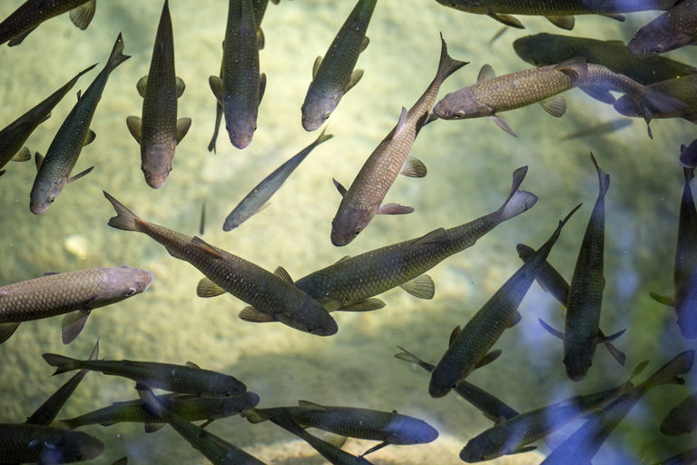 Fish farming/slaughter | Axolot Solutions